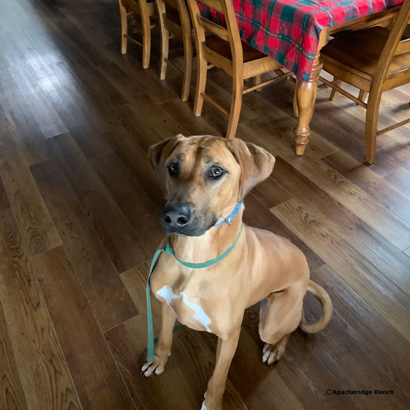 Rhodesian Ridgeback Puppies available now - Rhodesian Ridgeback Puppies ...