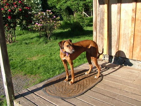Rhodesian Ridgebacks| Rhodesian Ridgeback Rescue Dogs