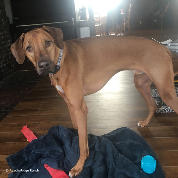 AKC Rhodesian Ridgeback puppies for sale, Rhodesian Ridgeback Puppy ...