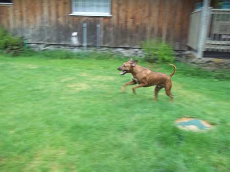 Rhodesian Ridgebacks| Rhodesian Ridgeback Rescue Dogs