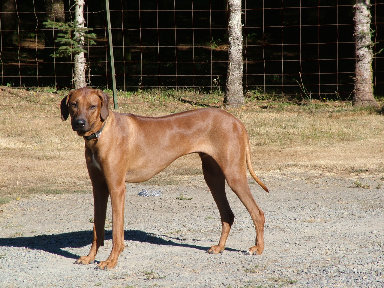 Rhodesian Ridgebacks| Rhodesian Ridgeback Rescue Dogs
