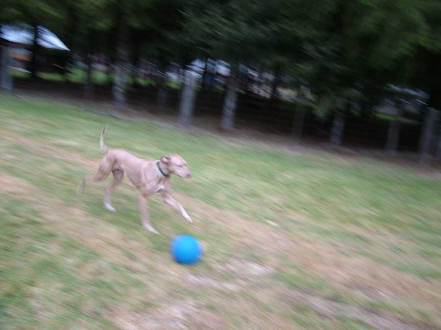 Rhodesian Ridgebacks| Rhodesian Ridgeback Rescue Dogs